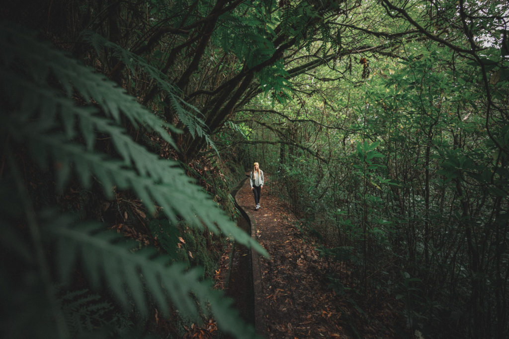Levada dos Cedros in Madeira PR14 - a complete guide (2022)