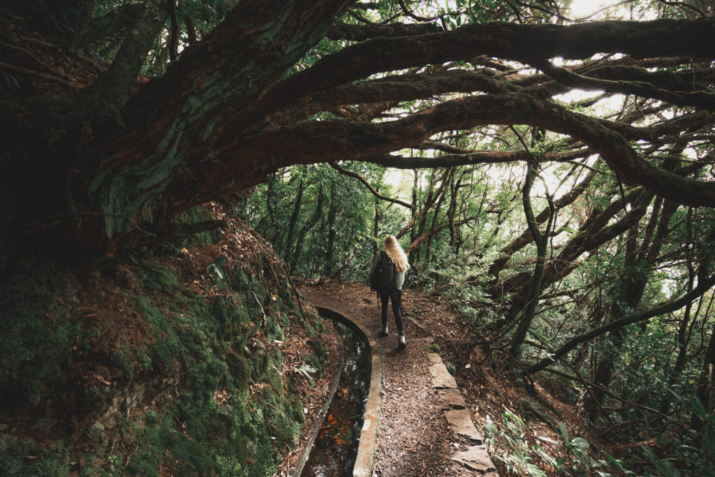 Levada dos Cedros in Madeira PR14 - a complete guide (2022)