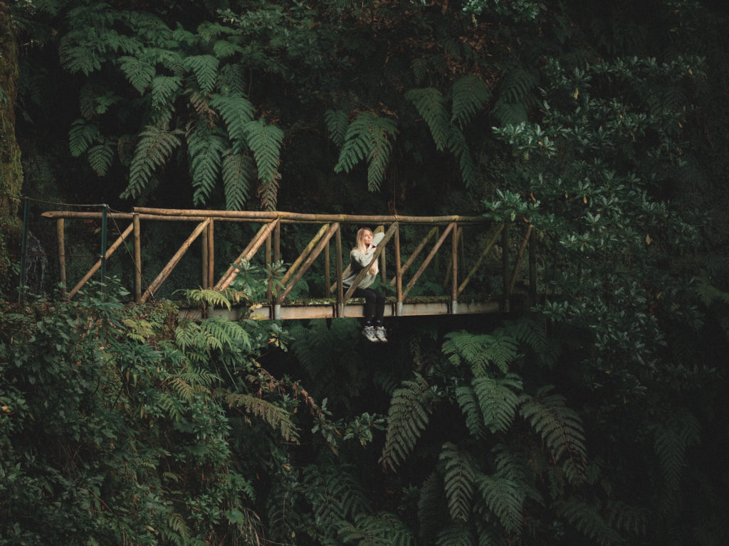 Levada dos Cedros in Madeira PR14 - a complete guide (2022)