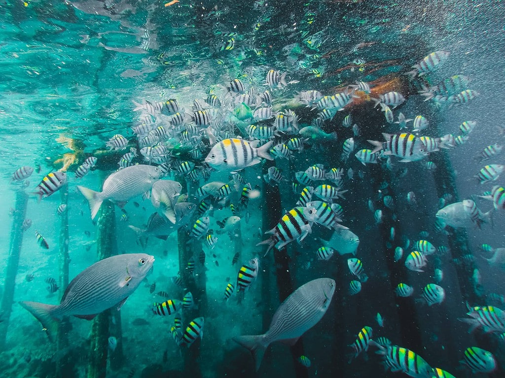 The Fam Islands: a hidden paradise in Raja Ampat (2022)