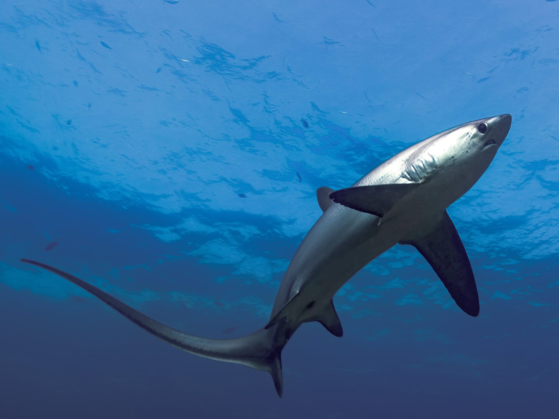 How to Dive with Thresher Sharks in Malapascua, Philippines (2025)